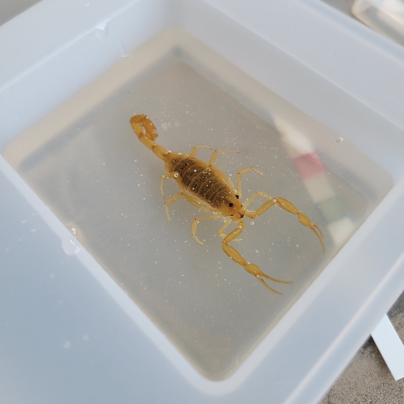 Handmade | Other | Resin Scorpions | Poshmark